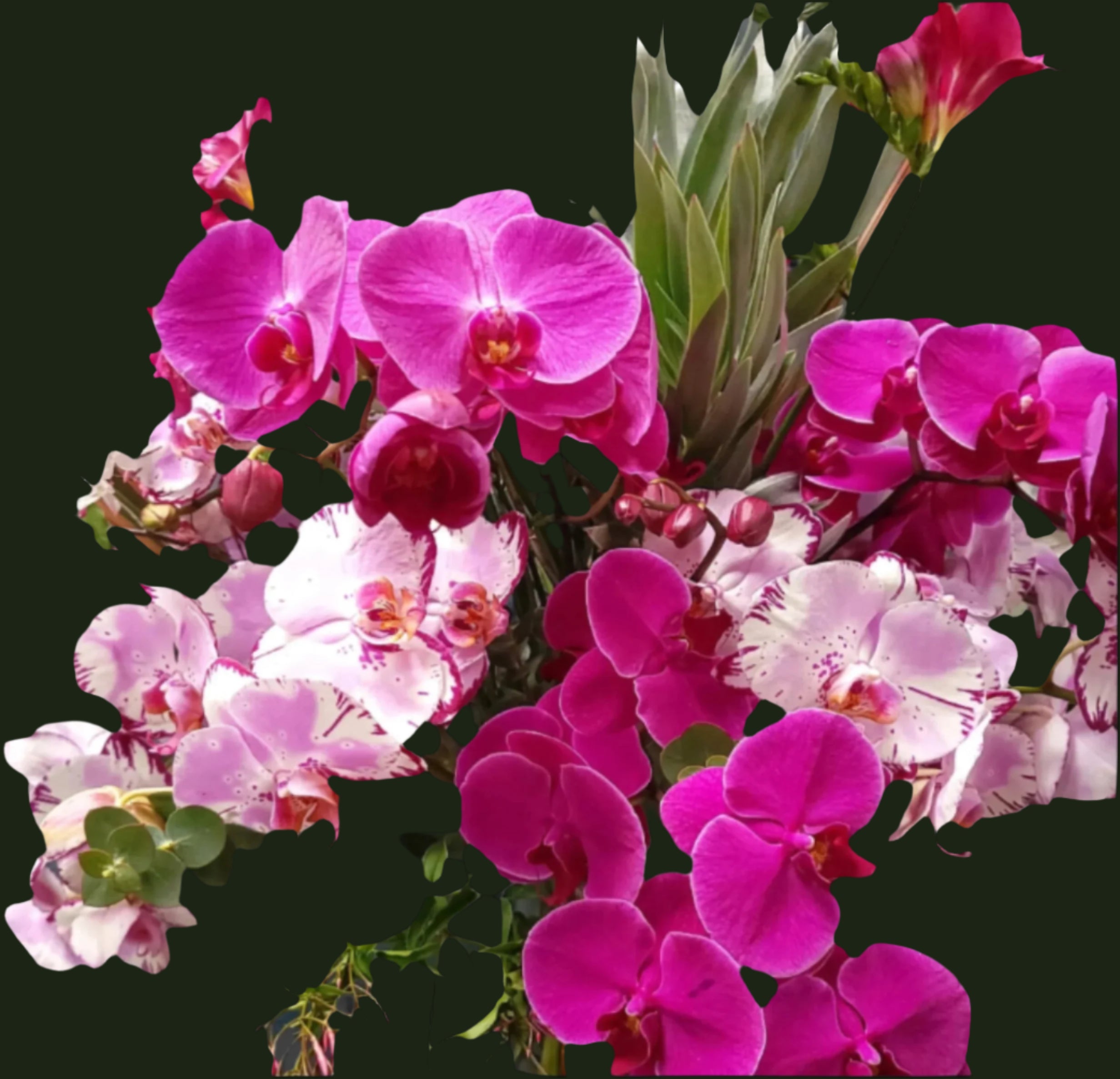 Fresh-Cut Orchid Arrangement – GillyFlowers